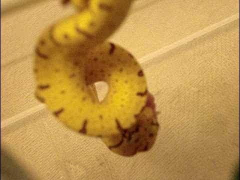 Baby Green Tree Python Eating! CHONDRO NEONATE FEEDING! - YouTube