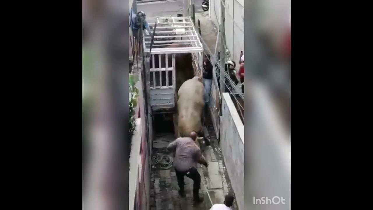 Bakrid 2021 : Fast Feross - YouTube