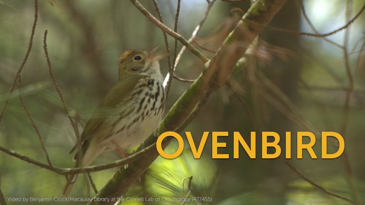 Ovenbird: Teacher, Teacher! - YouTube