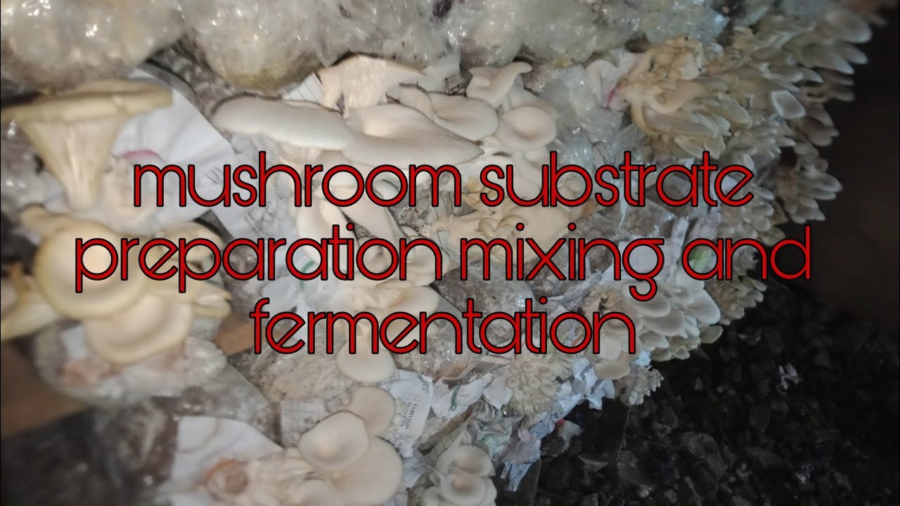 STEP1 :Mushroom substrate preparation mixing and fermentation. - YouTube