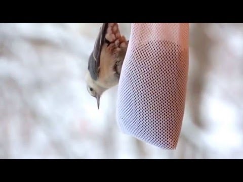 #8 - The cutest bird EVER! White Breasted Nuthatch in HD