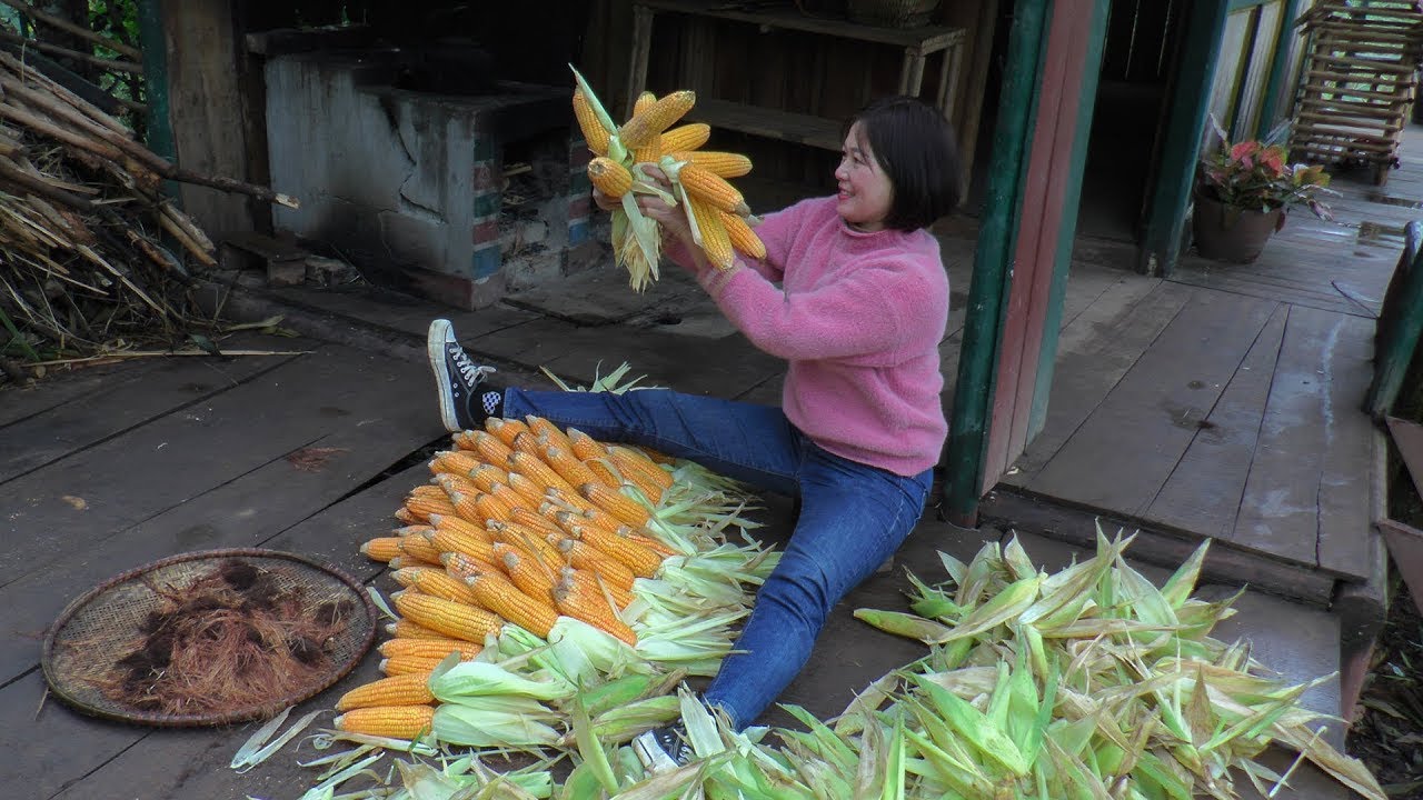Harvest CORN - CORN Drying Process, Traditional Cooking | Harvest Life ...