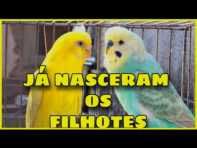 Periquito Amarelo E Azul Periquito Australiano Loja Aves Mansas