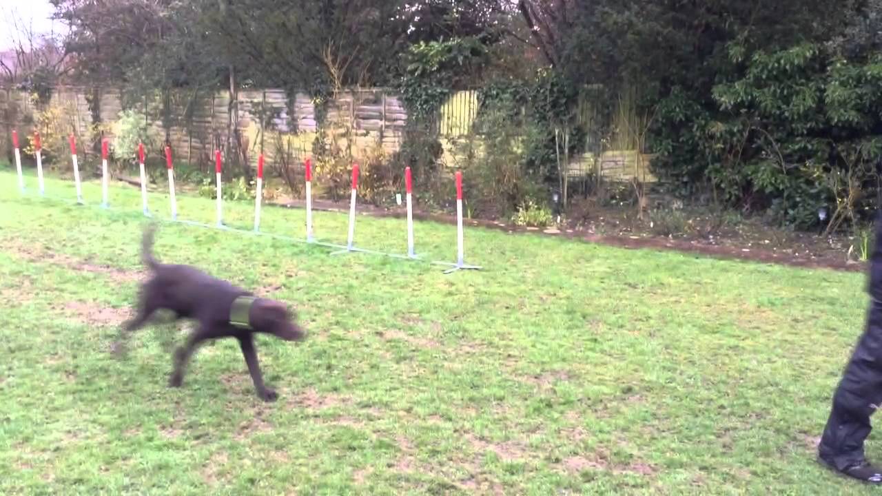David training Dobbie for Pam 3weeks into 2x2 training - YouTube