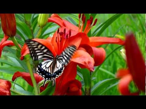 Flower and Butterfly - Sony HX100V Photography