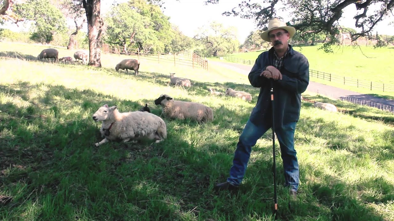 Recent storms boost grasses for sheep rancher - YouTube
