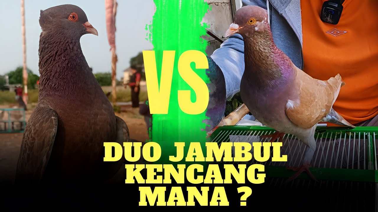 Pemulihan Tenaga Duo Merpati Jambul - YouTube