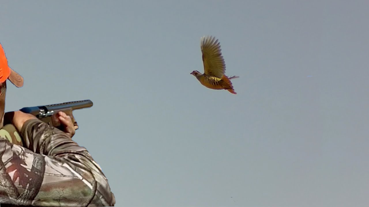 Chasse Perdrix - Top 5 Best Partridge Hunting - صيد الحجل - YouTube