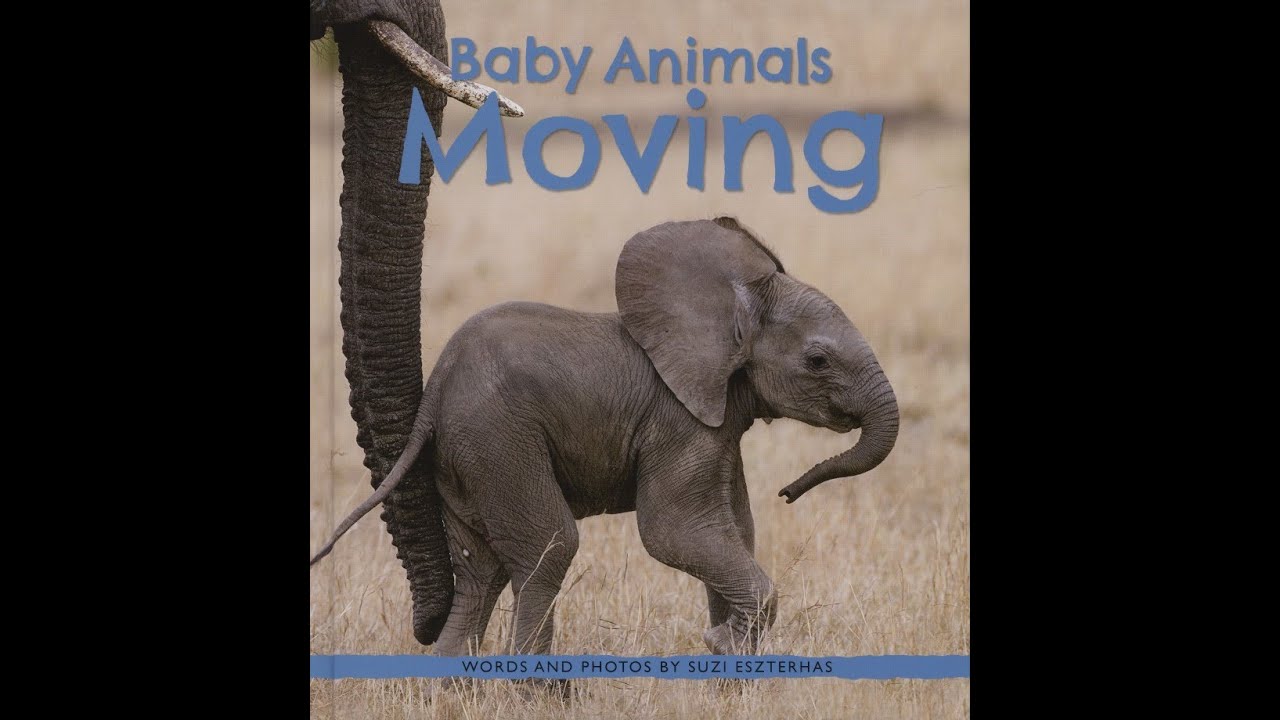 Baby Animals Moving - YouTube