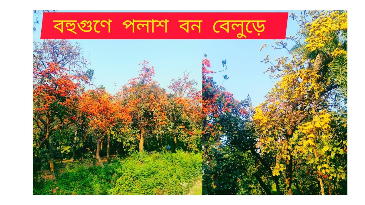 বসন্তের প্রকৃতিতে আগুনঝরা পলাশ ফুল palash flower palash bon near ...