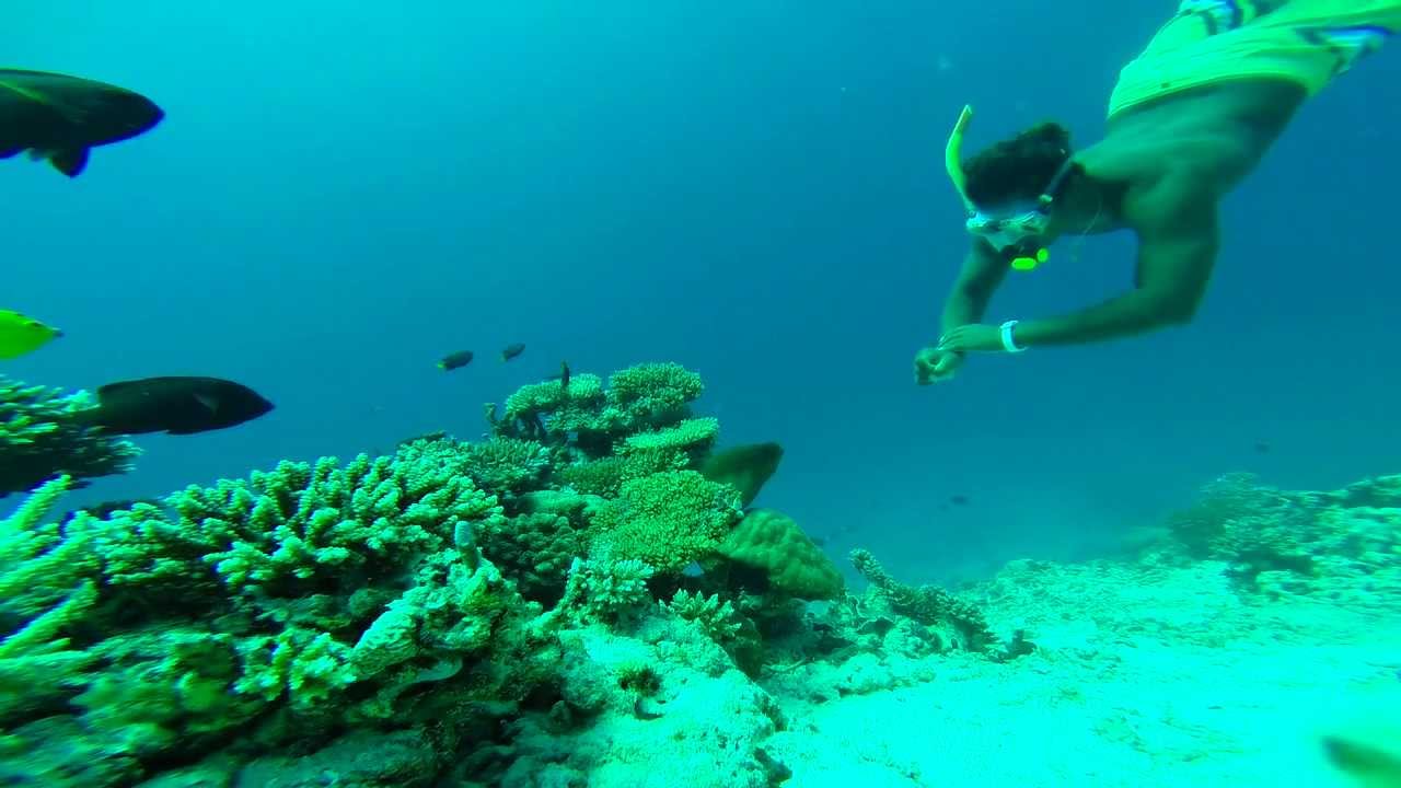 Morena fish wildlife - Muraena fish wildlife - Maldives.Discover real ...