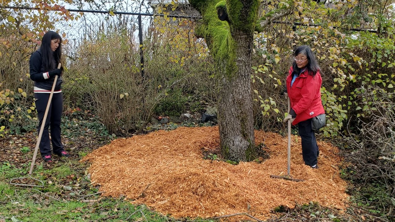 Welland Community Orchard Work Party - Mulching Fruit Trees - YouTube