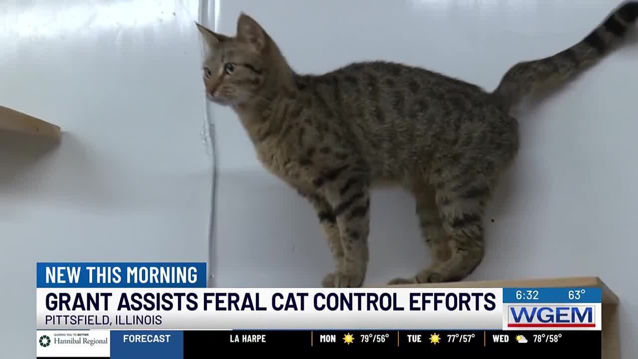 Pike County receives grant to aid with stray cat overpopulation - YouTube