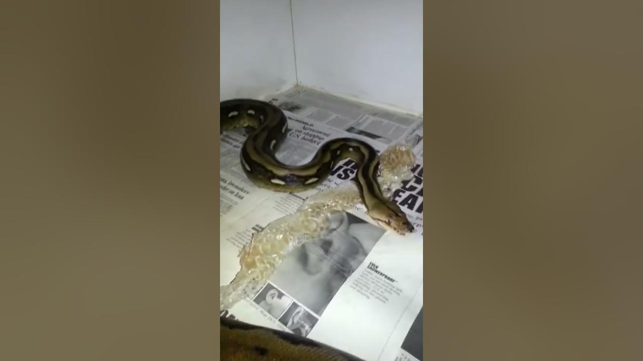 Reticulated Python Breeding Tips - YouTube