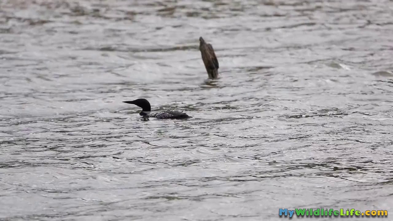 Compilation clips of common loons - YouTube