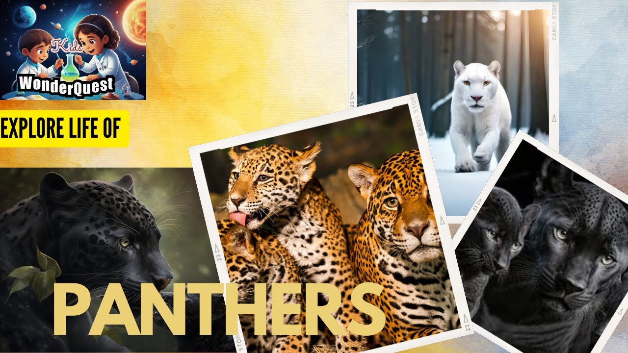 Discovering Big Cats: Panthers - YouTube
