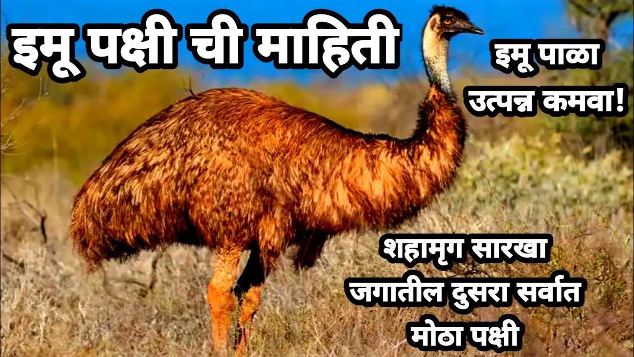 emu pakshi chi mahiti | emu pakshi vishay mahiti | emu pakshi vishe ...