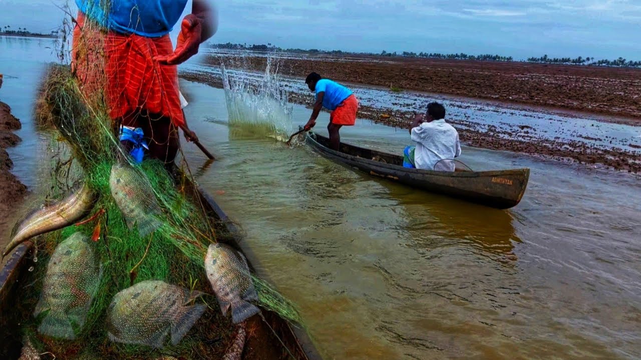 പാടത്തെ അവസാന മീനും പിടിച്ചു തീര്‍ത്തപ്പോൾ|Fishing in paddy field|Earth ...