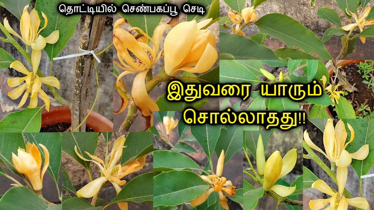 மாடியில் செண்பகப்பூ வருடம் முழுவதும் நிறைய பூக்கள் பூக்க Super Tips ...