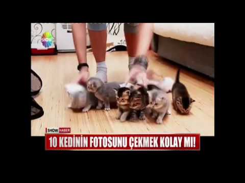 10 kedinin fotosunu çekmek kolay mı!