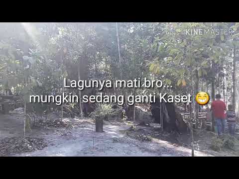 WISATA RUMAH BETANG DI DESA SANGGU KAB.BARITO SELATAN