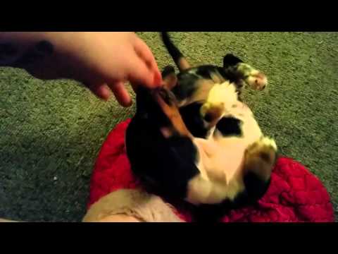 Mini Dachshund Dapple 6 weeks old