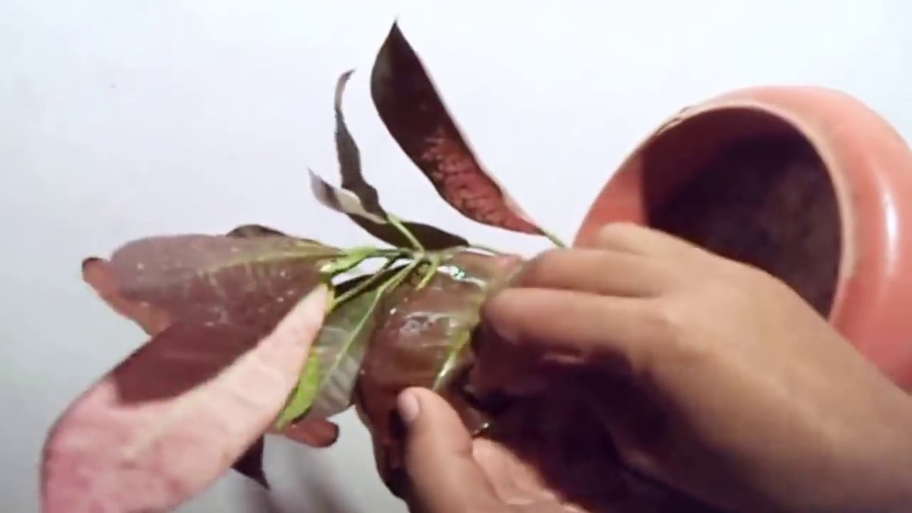 How to Get rid of Croton Scale Insects / Neem Oil / Winter Care ...