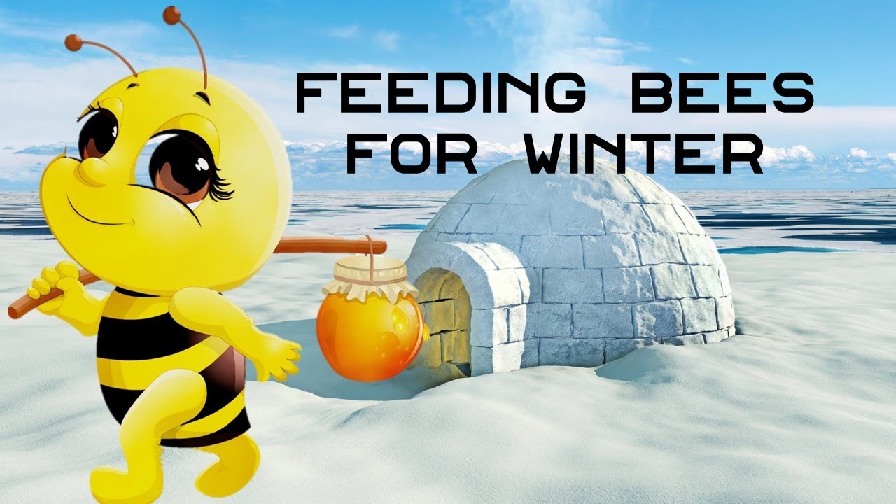 The Easiest to make sugar bricks for overwintering Bee Hives - YouTube