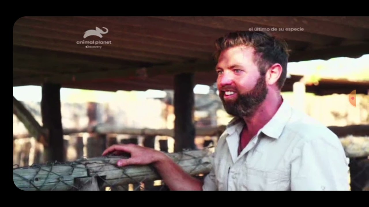 el último de su especie León del cabo latino part 2 - YouTube