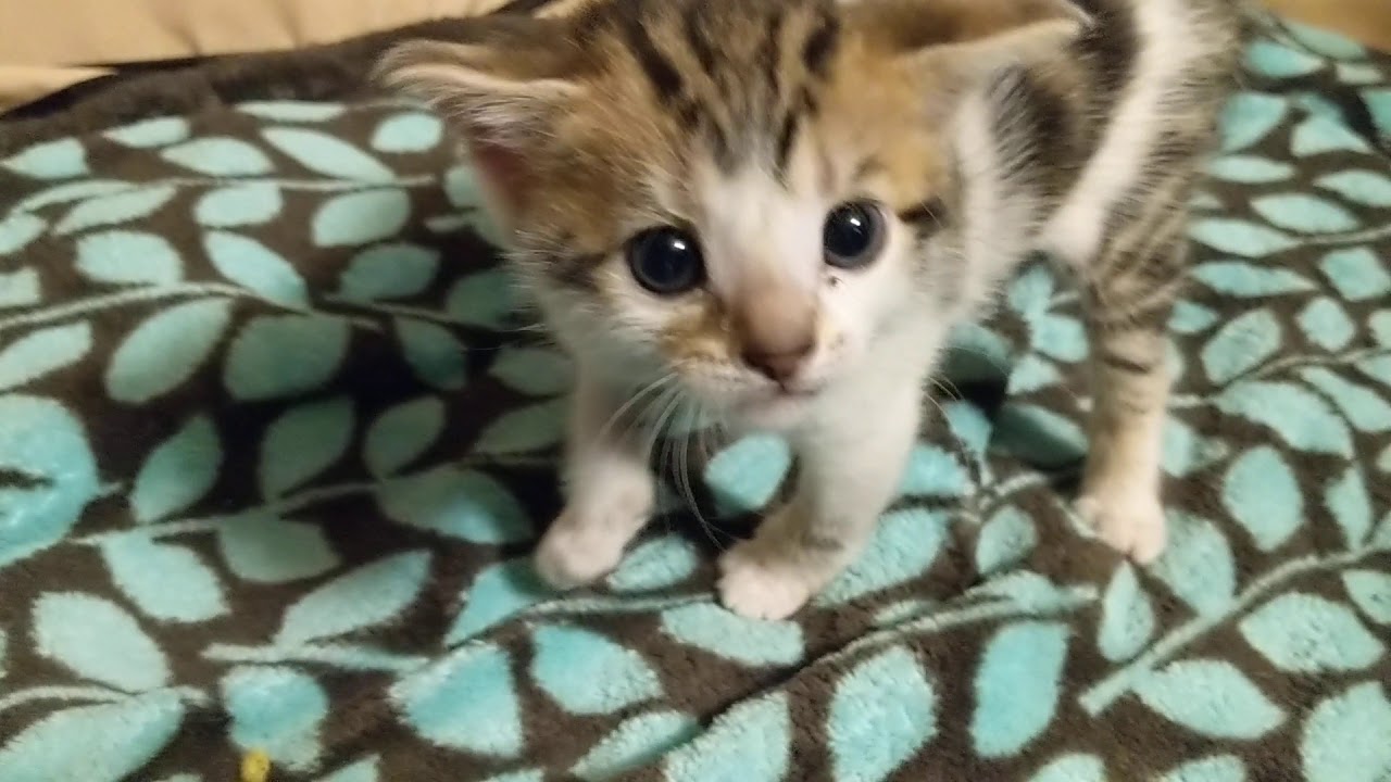 Hissy Kitten - YouTube
