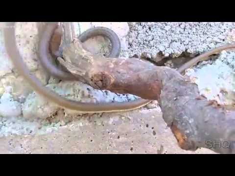 საშინელება: თბილისში ბიჭმა გველი აწვალა და გველმა დაკბინა 2015 Bichma ...