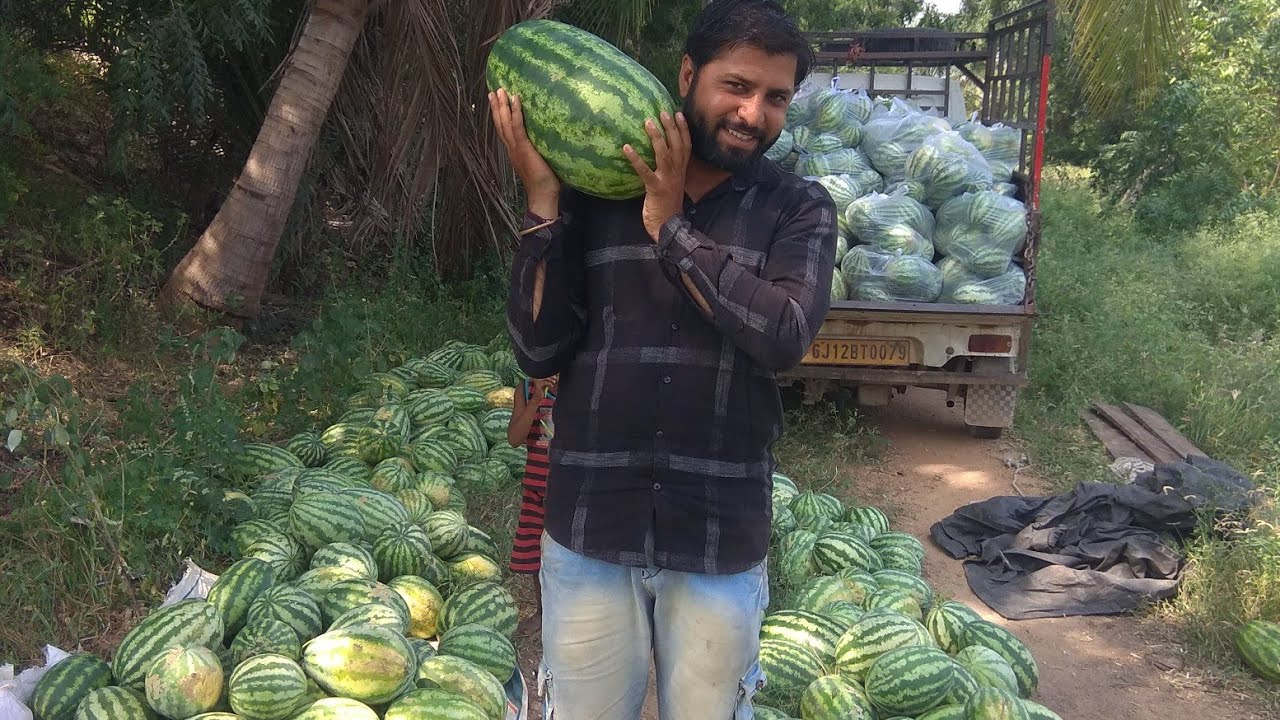 Taiwan agriculture technology - YouTube