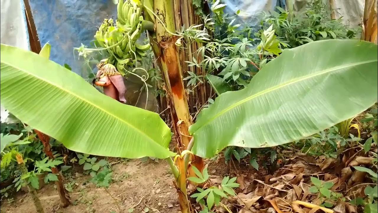 Masyaallah Pohon Pisang Miniku Semoga Tumbuh Subur Youtube