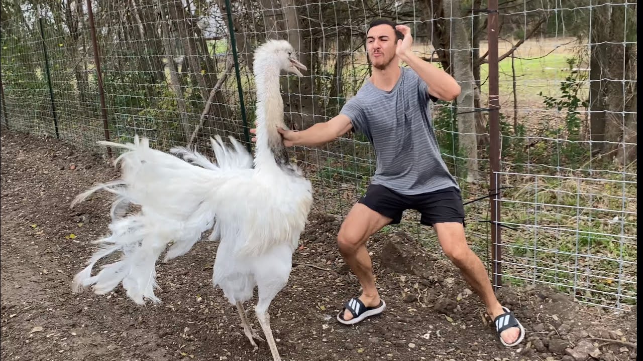 How to Survive a Rhea Attack (Lawsuit Pending) - YouTube