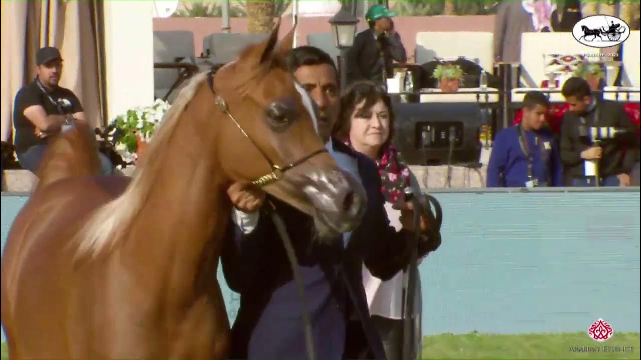 N 144 TL KAHILAN PSAIAHF 2023 Yearling Colts Class 7C - YouTube