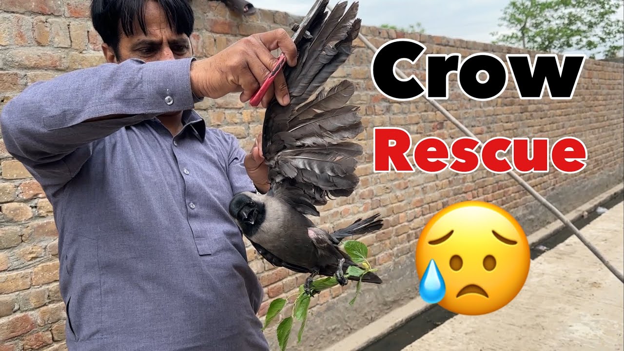 Crow Bird Rescue Village Boys | Crow ko rescue kiya | Bird rescue ...