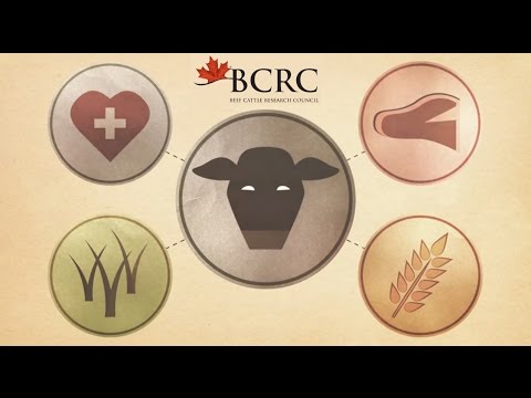 Who is the Beef Cattle Research Council? - YouTube