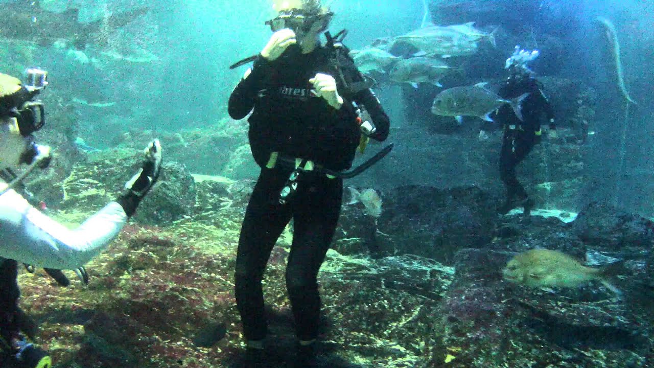 Busan Aquarium Dive Oct 6th, 2013 - YouTube
