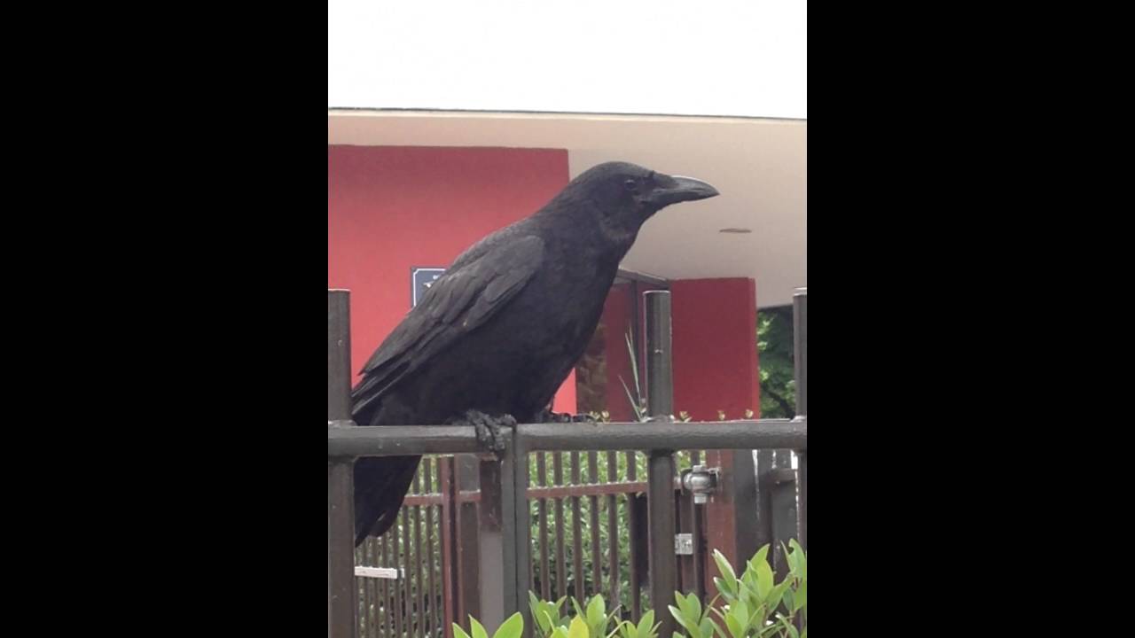 Huge Raven in Paris (Corbeau Giant à Paris) - YouTube