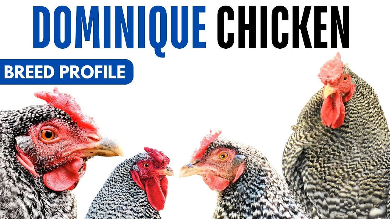 Dominique Chicken Breed Profile History Health Issues - Dominicker ...