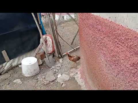 Genç Asel tavuklarım ve genç Arap yavru maşallah 