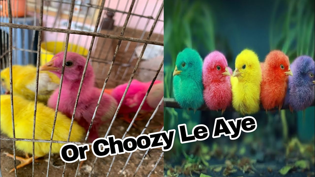 Or Choozy Le Aye | colorful chicks - YouTube