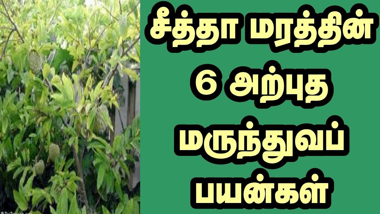 6 MEDICINAL BENEFITS OF SUGAR-APPLE (SEETHA) TREE / சீதா மரத்தின் 6 ...