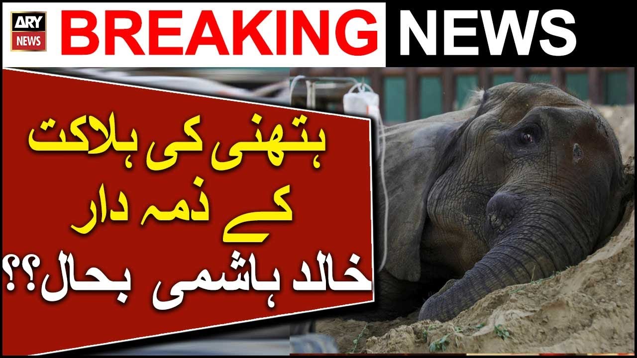 Karachi Zoo's former director Khalid Hashmi reinstated? - YouTube