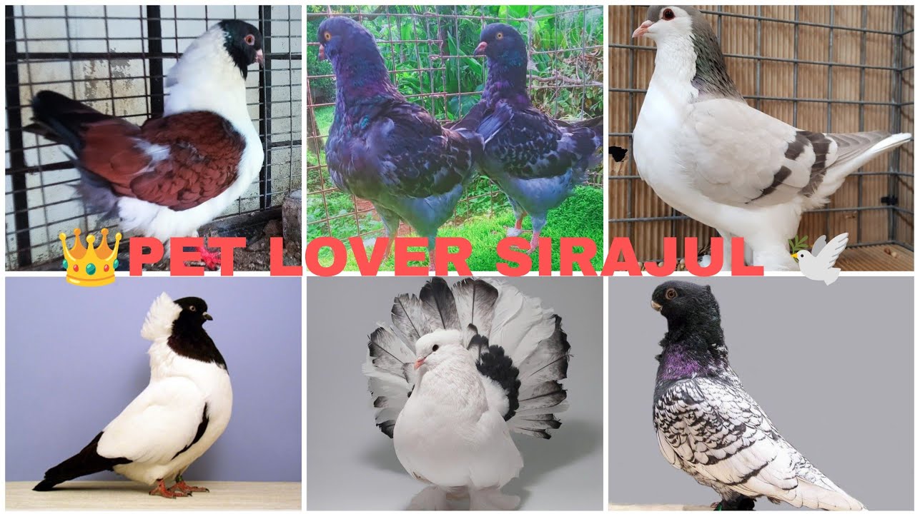 New video Assam Fancy kabutar king 👑 Europesan Siraji 🕊️Hungarian#assam ...