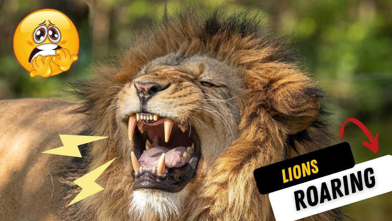 Lion Roaring Sounds | Scary Lions Roaring Sound Effects! - YouTube