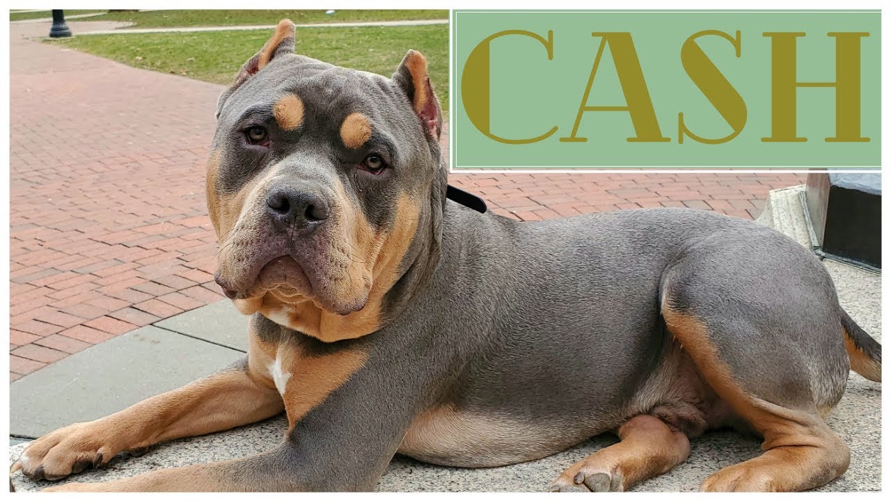 CASH | 8 MONTH OLD AMERICAN BULLY | OBEDIENCE TRAINING - YouTube