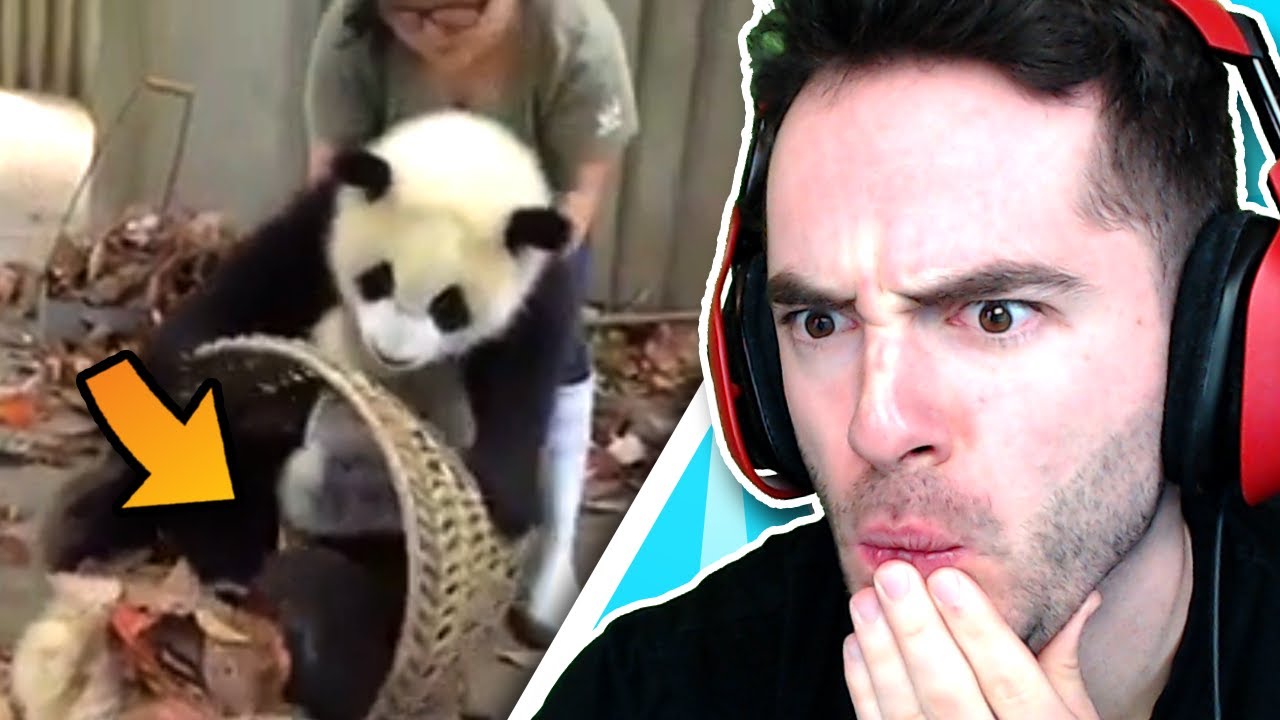 Human Vs. Pandas (Animals Being Jerks #1) - YouTube