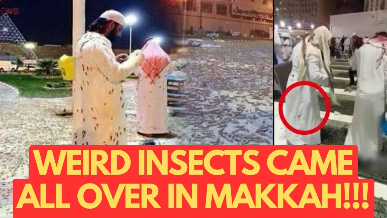 WEIRD INSECTS CAME ALL OVER IN MAKKAH!!! | Islamic Lectures RAMADAN ...