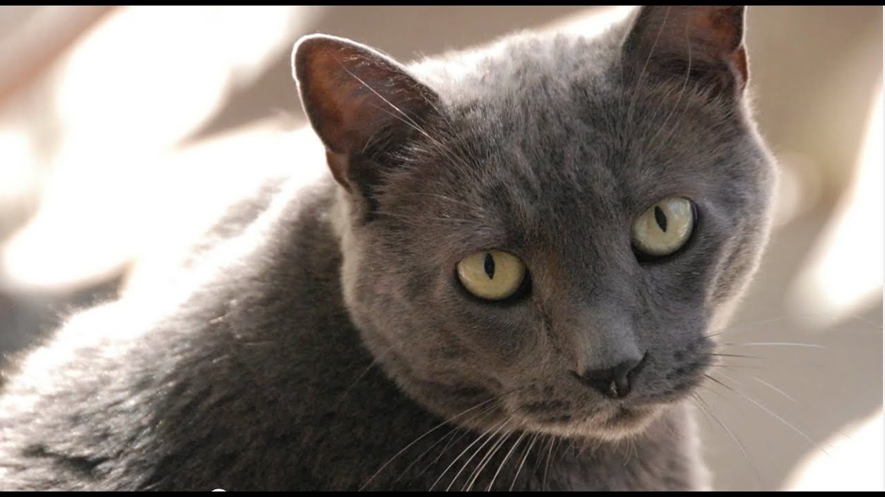 We are Living Free Animal Sanctuary - YouTube